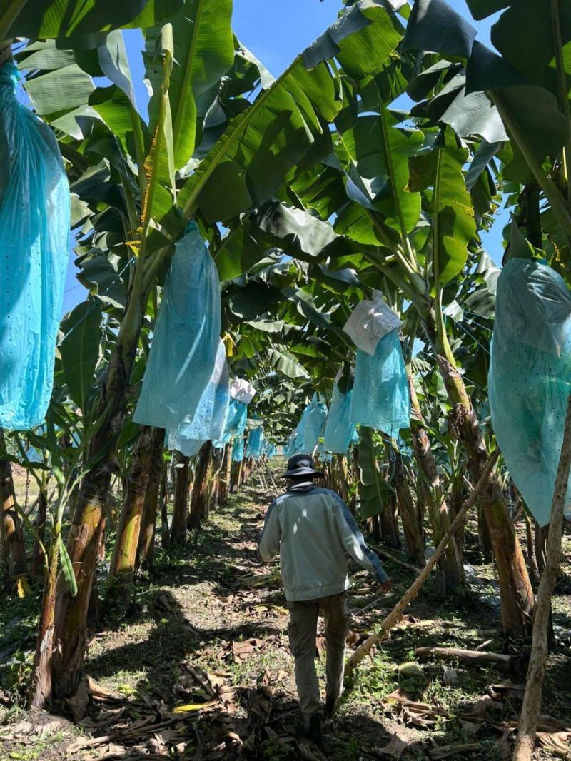 From Farm to Future: Introducing BUYO's Biodegradable Fruit-Protection ...